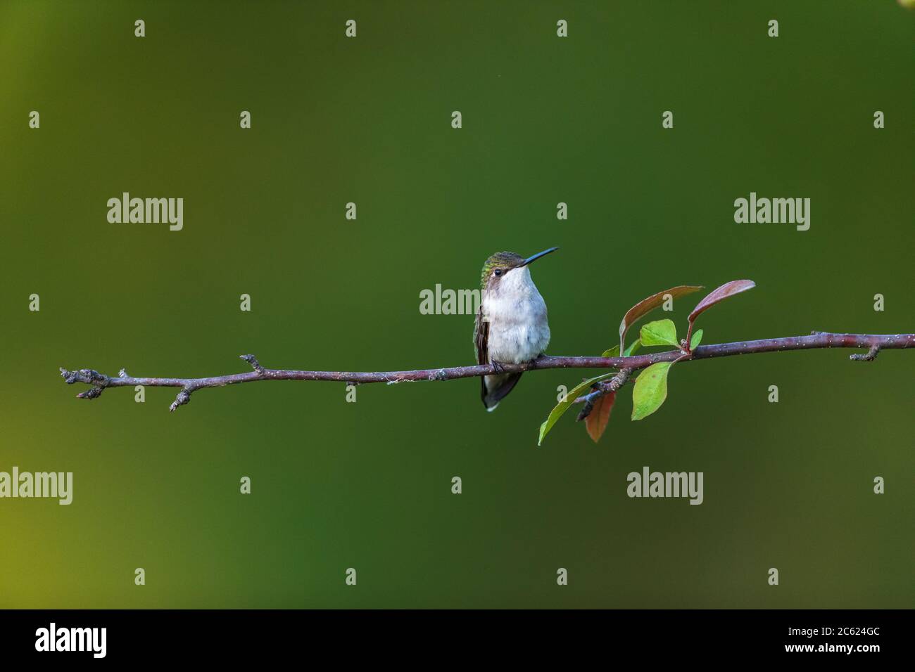 Calm hummingbird hi-res stock photography and images - Alamy