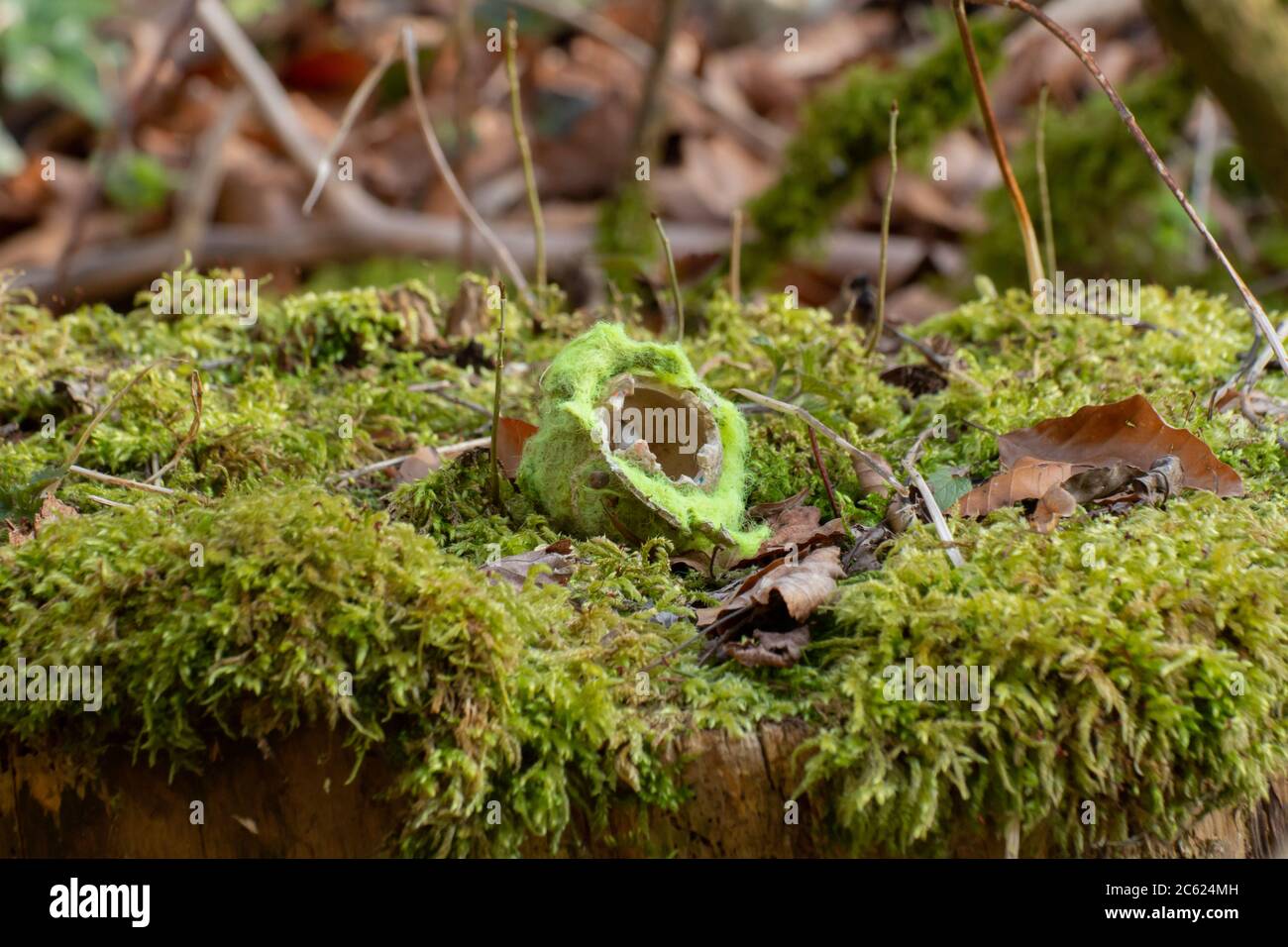 Old torn yellow tennis ball open on one side laying on moss on a tree ...
