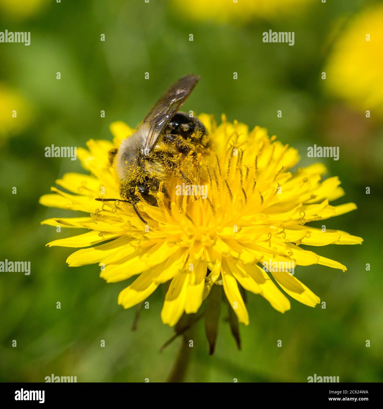 Grassland insects hi-res stock photography and images - Alamy