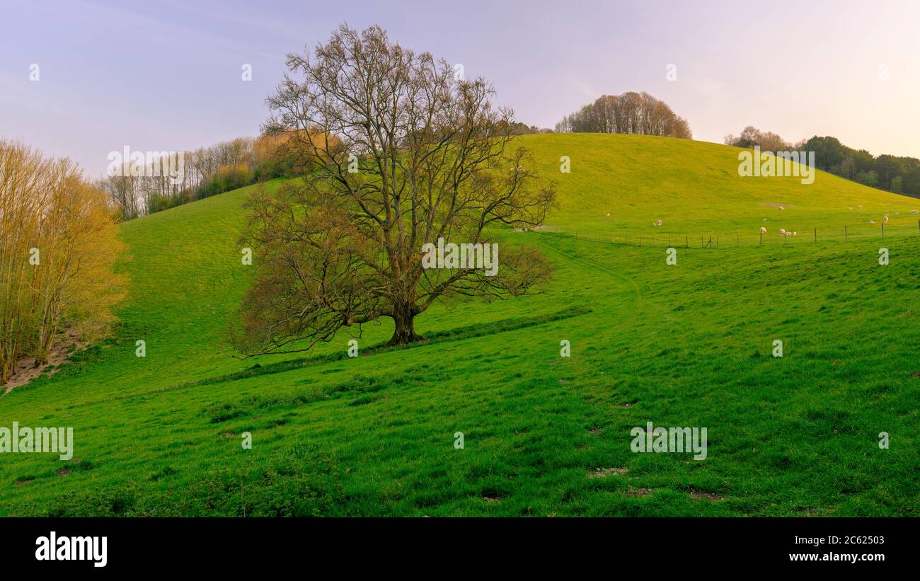 Compton, UK - April 10, 2020: Evening sunlight on Compton Down and the ...