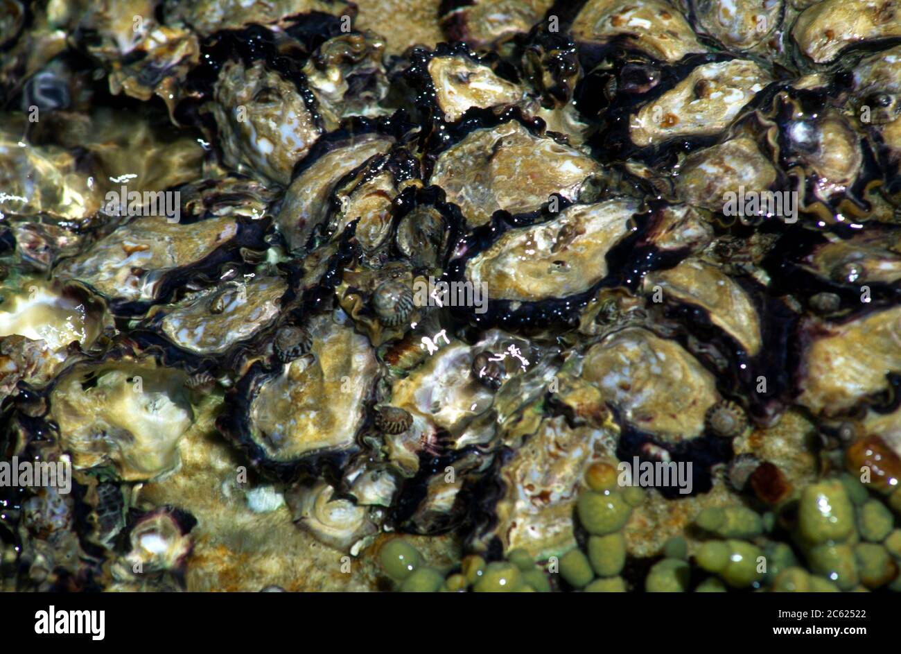 Molluscs hi-res stock photography and images - Alamy