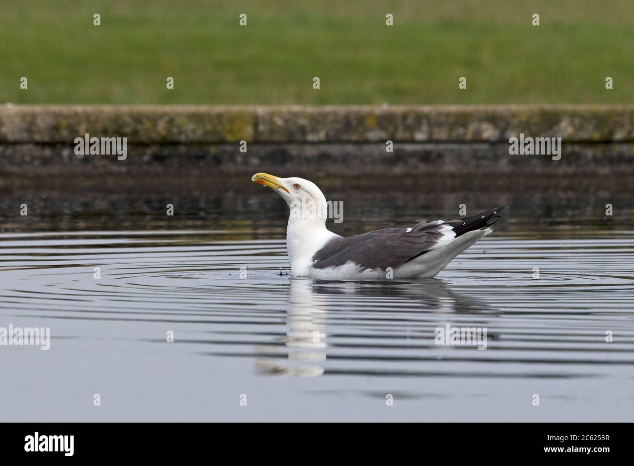 Larus fuscus east anglia hi-res stock photography and images - Alamy