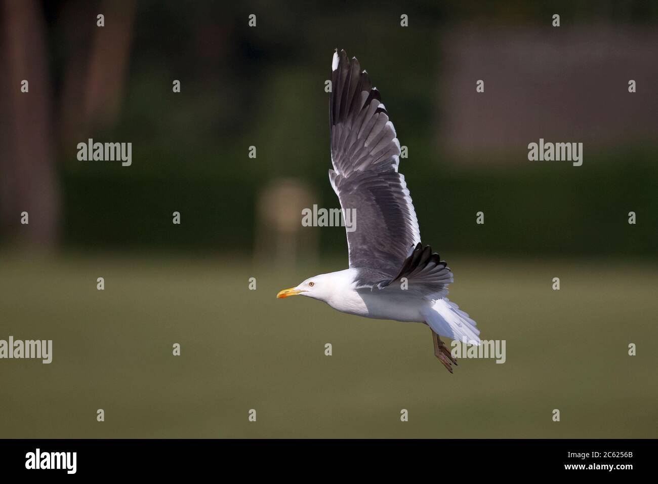 Larus fuscus east anglia hi-res stock photography and images - Alamy