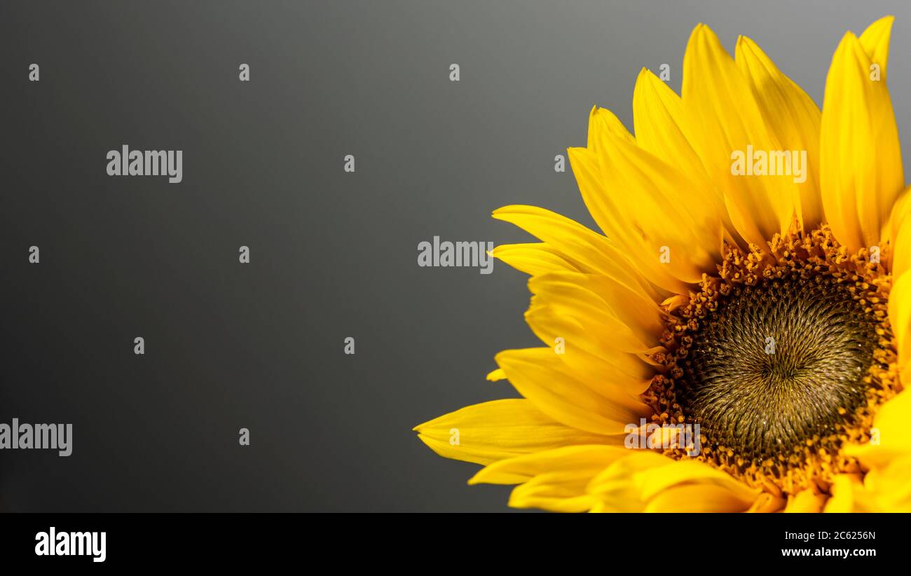 Miniature sunflower Helianthus against a grey background with copy ...