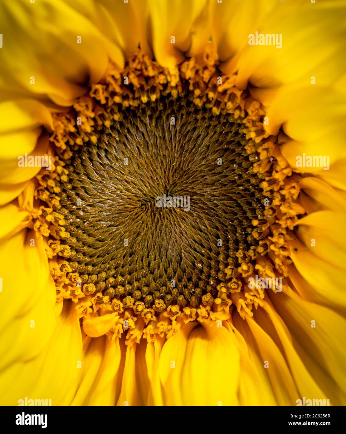 Helianthus closeup hi-res stock photography and images - Alamy