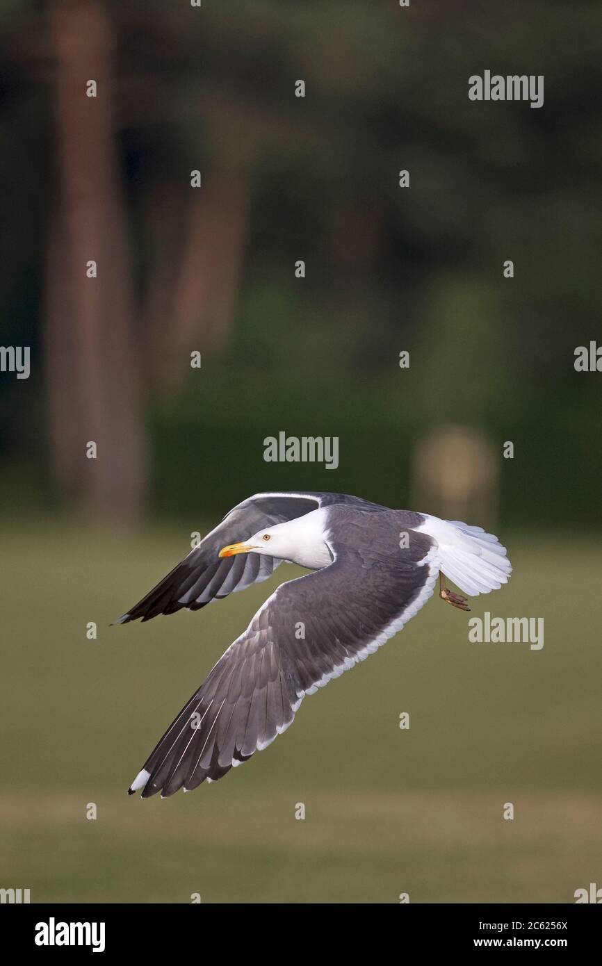 Larus fuscus east anglia hi-res stock photography and images - Alamy