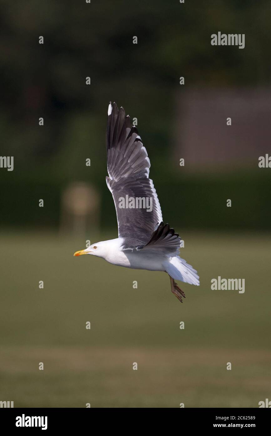 Larus fuscus east anglia hi-res stock photography and images - Alamy