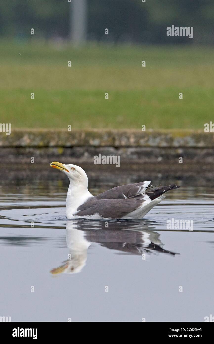 Larus fuscus east anglia hi-res stock photography and images - Alamy