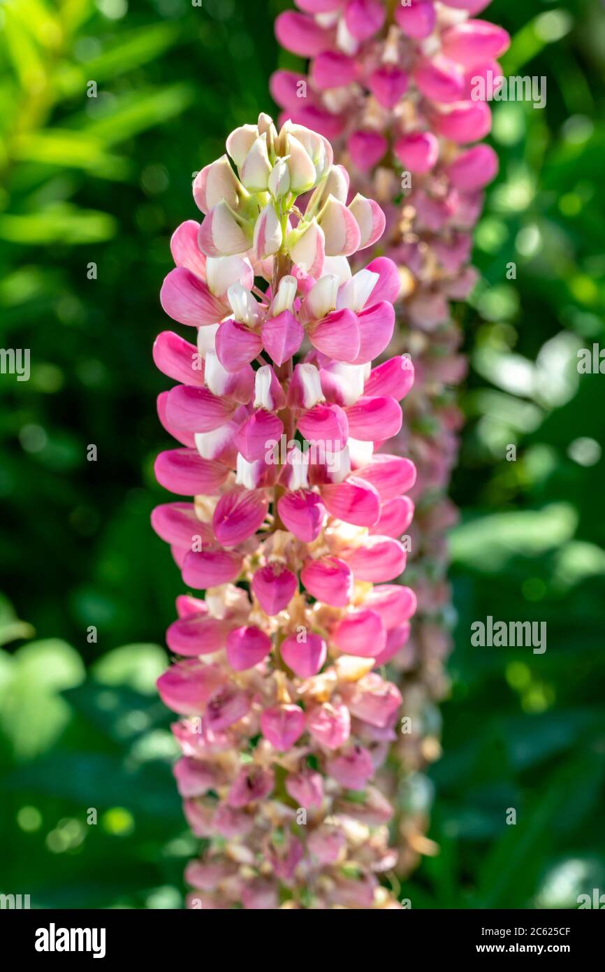 Purple lupin fields hi-res stock photography and images - Alamy