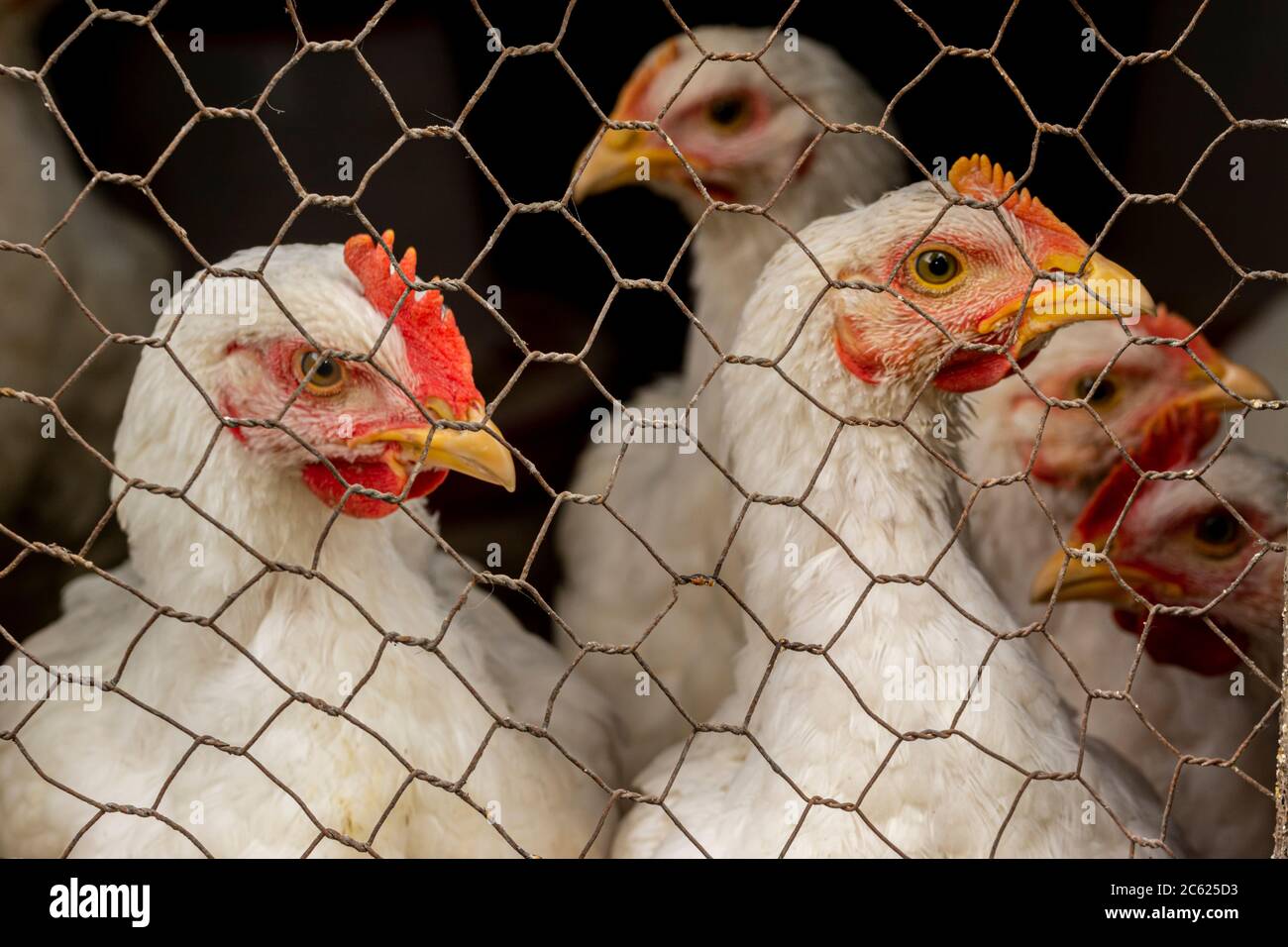 Chicken wire mesh fence hi-res stock photography and images - Alamy