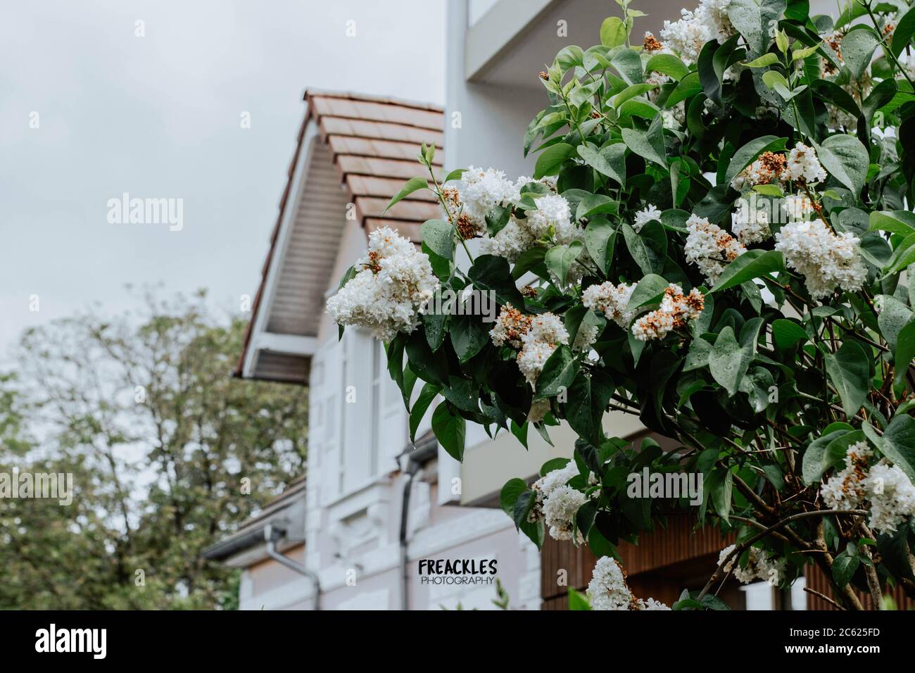 White flowers in front of a ping house Stock Photo - Alamy