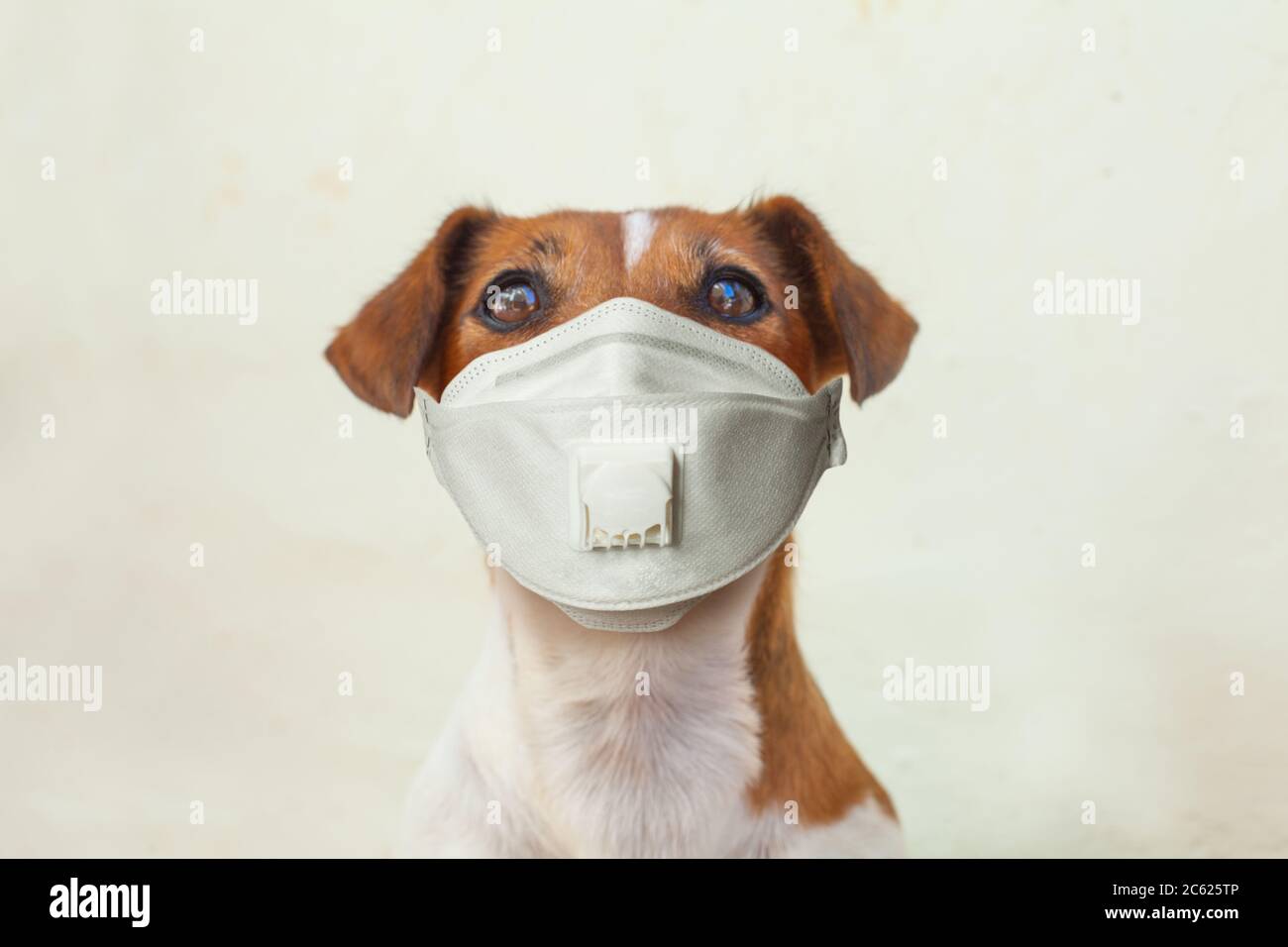Dog wearing protective medical face mask on white background Stock ...
