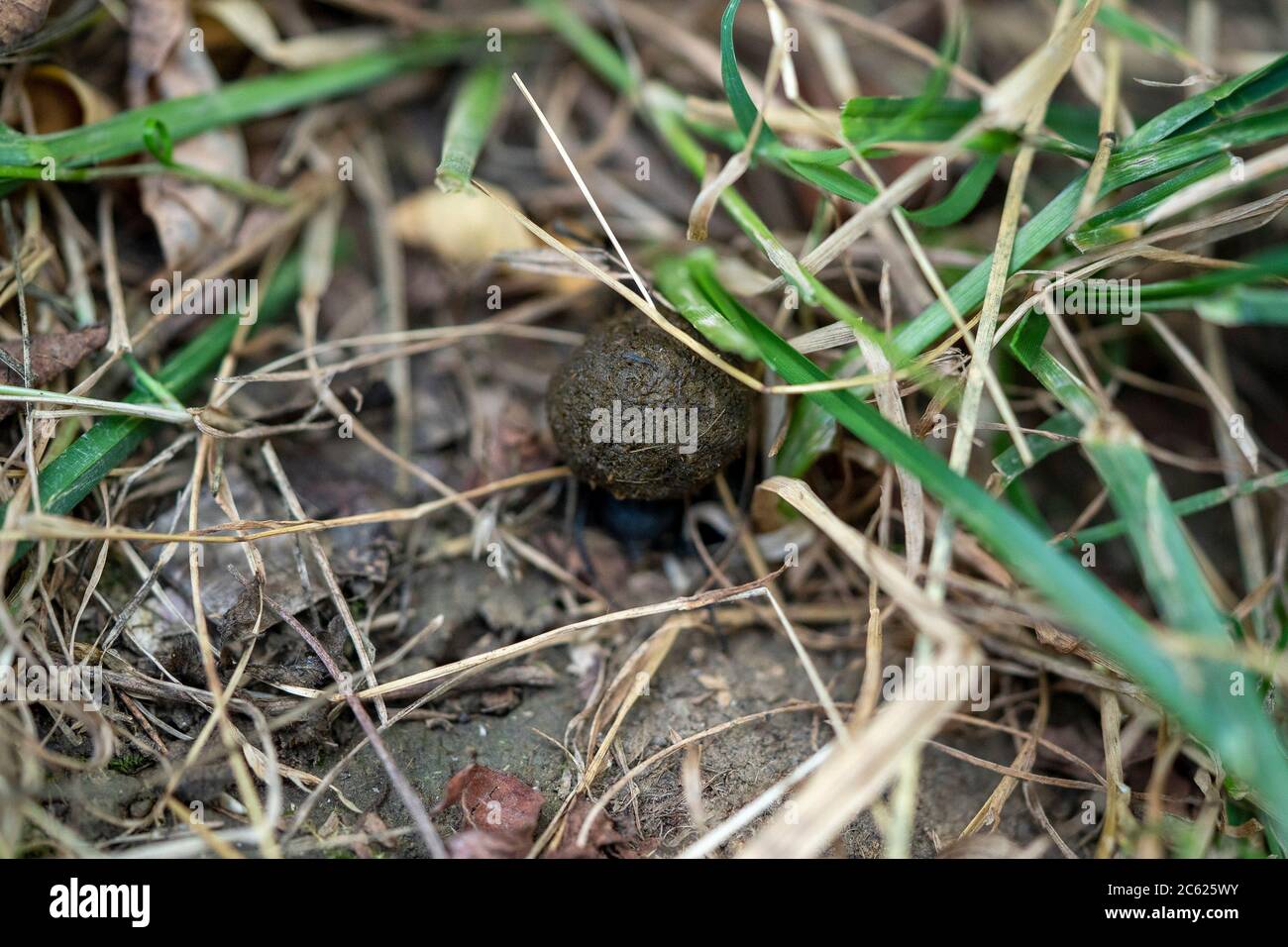 Male elephant beetle hi-res stock photography and images - Alamy