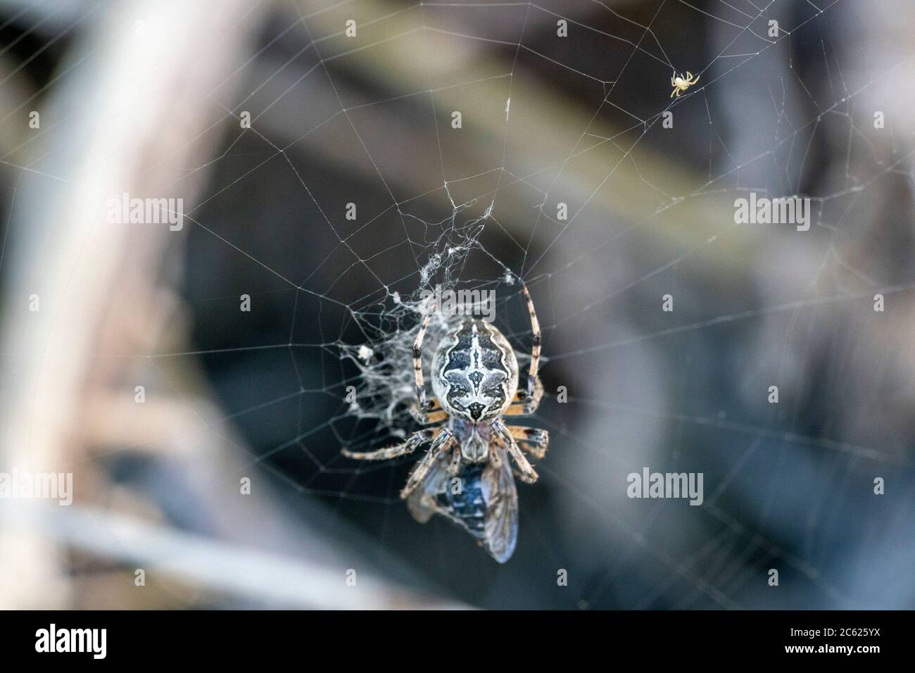 Eye catching bug hi-res stock photography and images - Alamy