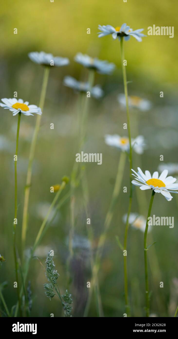 dasies in the field Stock Photo - Alamy