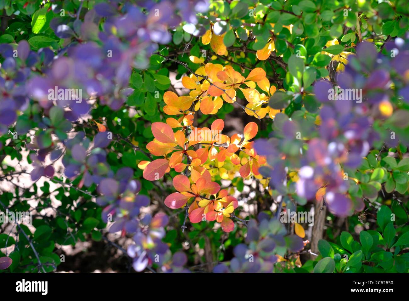 Japanese barberry (Berberis thunbergii) leaves turning different shades ...