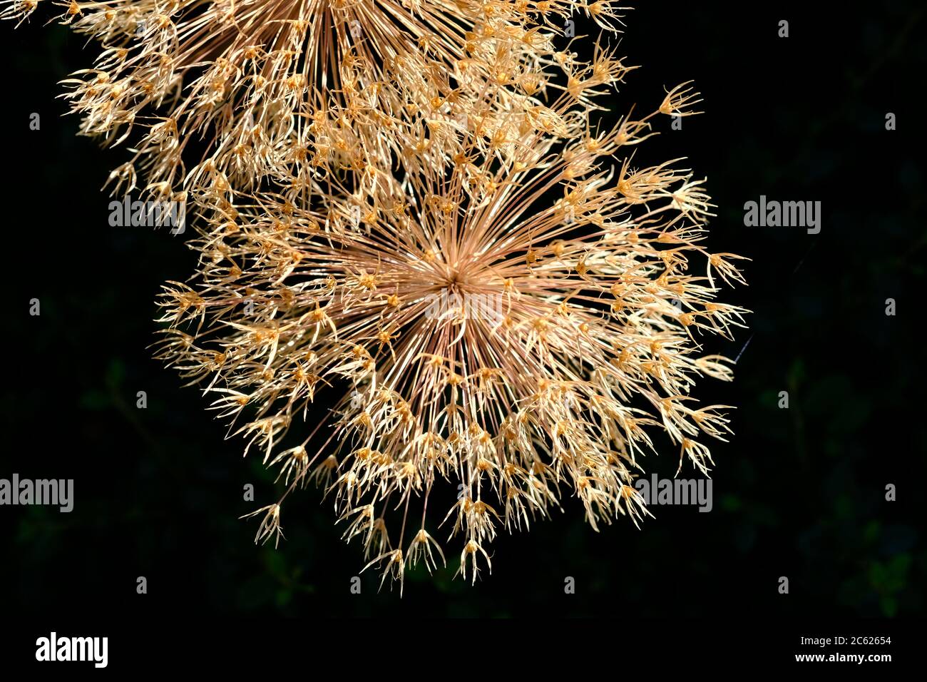 Firework like stalks hi-res stock photography and images - Alamy
