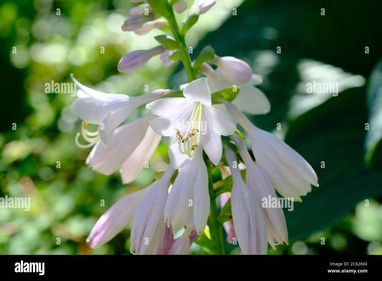 Flowering Hostas High Resolution Stock Photography and Images - Alamy