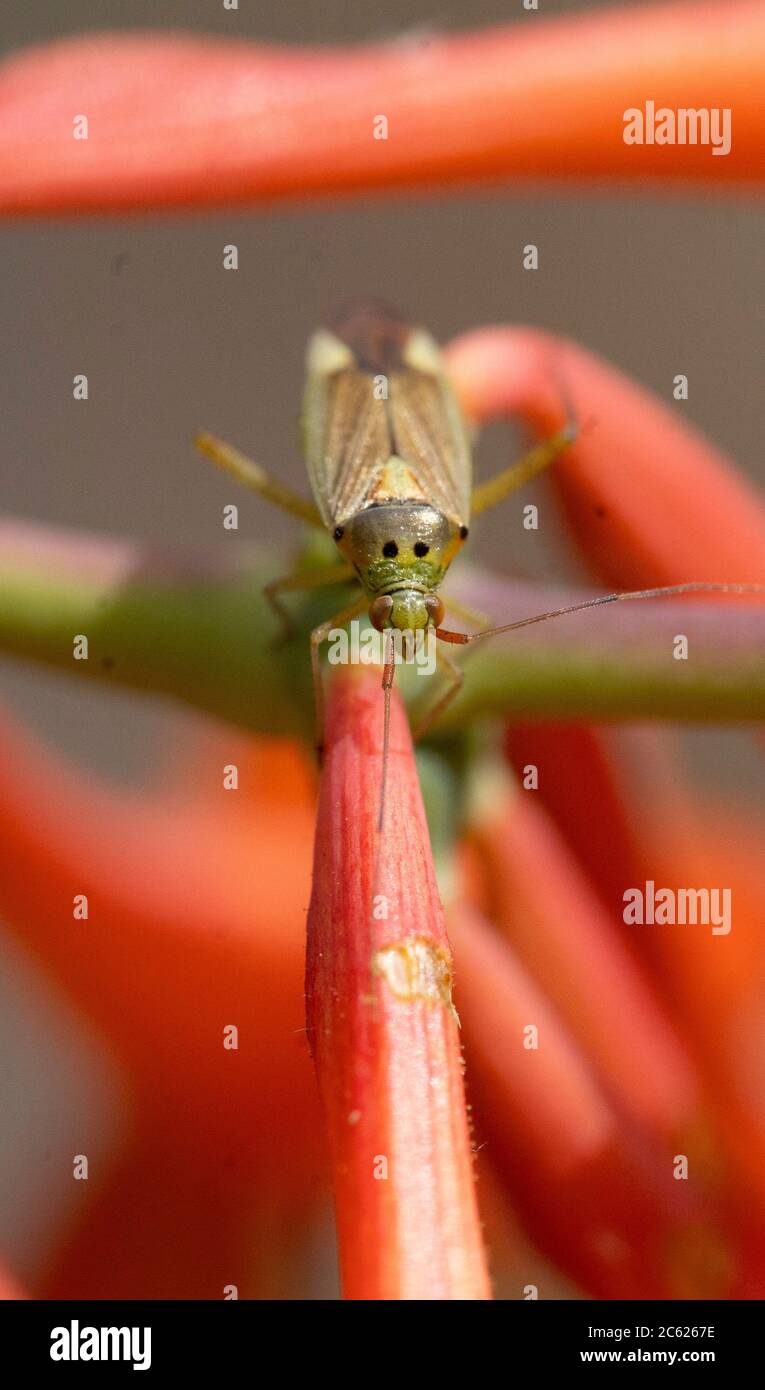 Green bug hi-res stock photography and images - Alamy