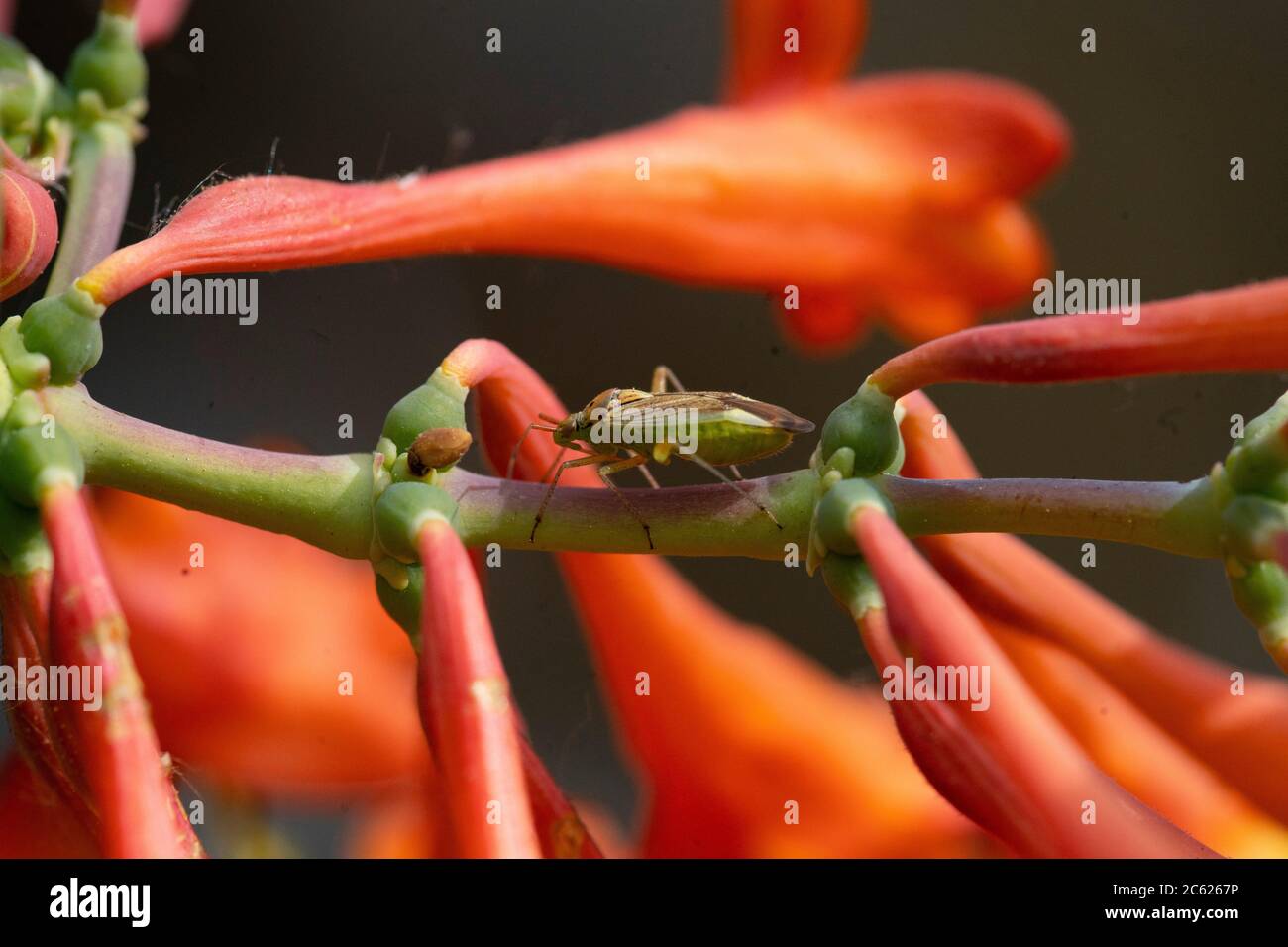 Green bug hi-res stock photography and images - Alamy