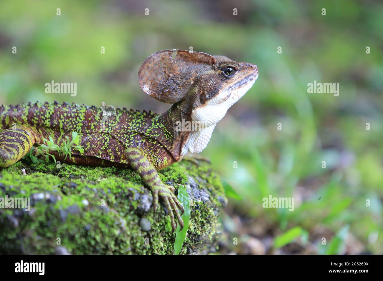 Western basilisk hi-res stock photography and images - Alamy