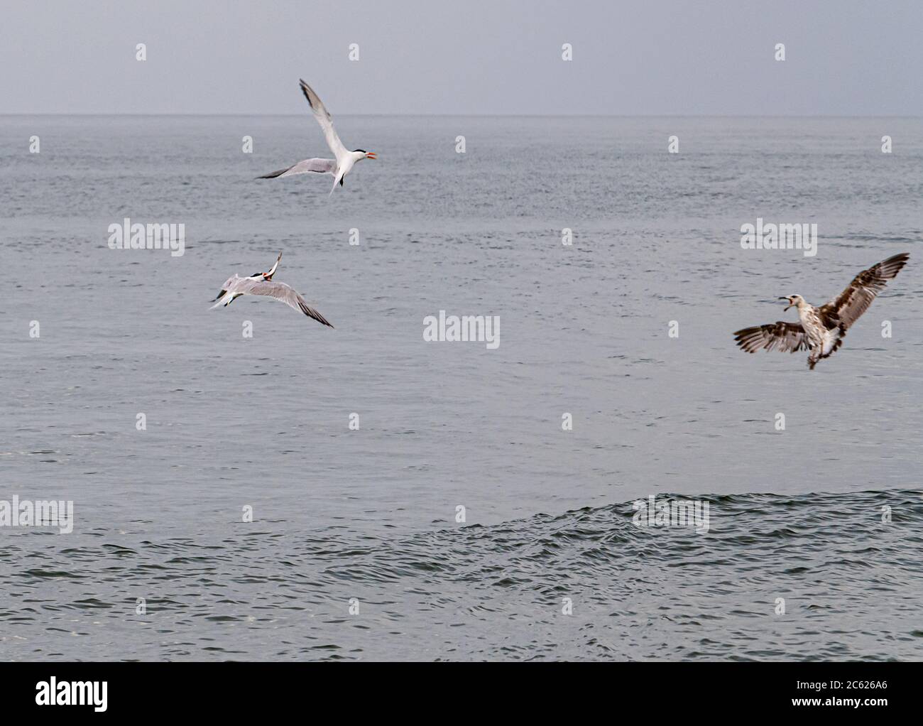 Annoyed beach hi-res stock photography and images - Alamy