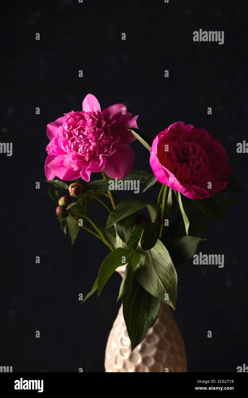 Bright pink peonies in a dark minimal style Stock Photo - Alamy