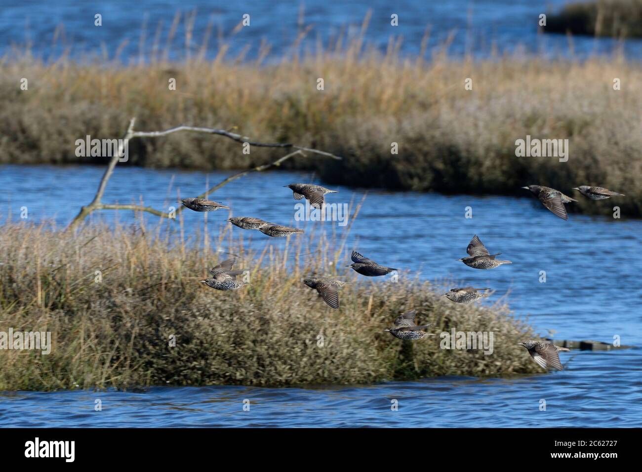 Flying starling hi-res stock photography and images - Alamy