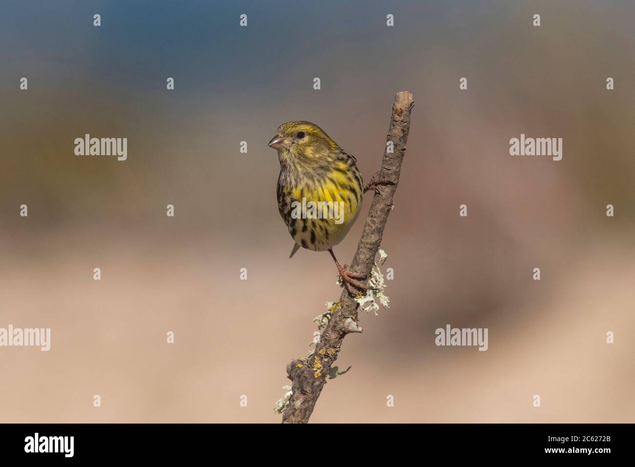 Canifera hi-res stock photography and images - Alamy