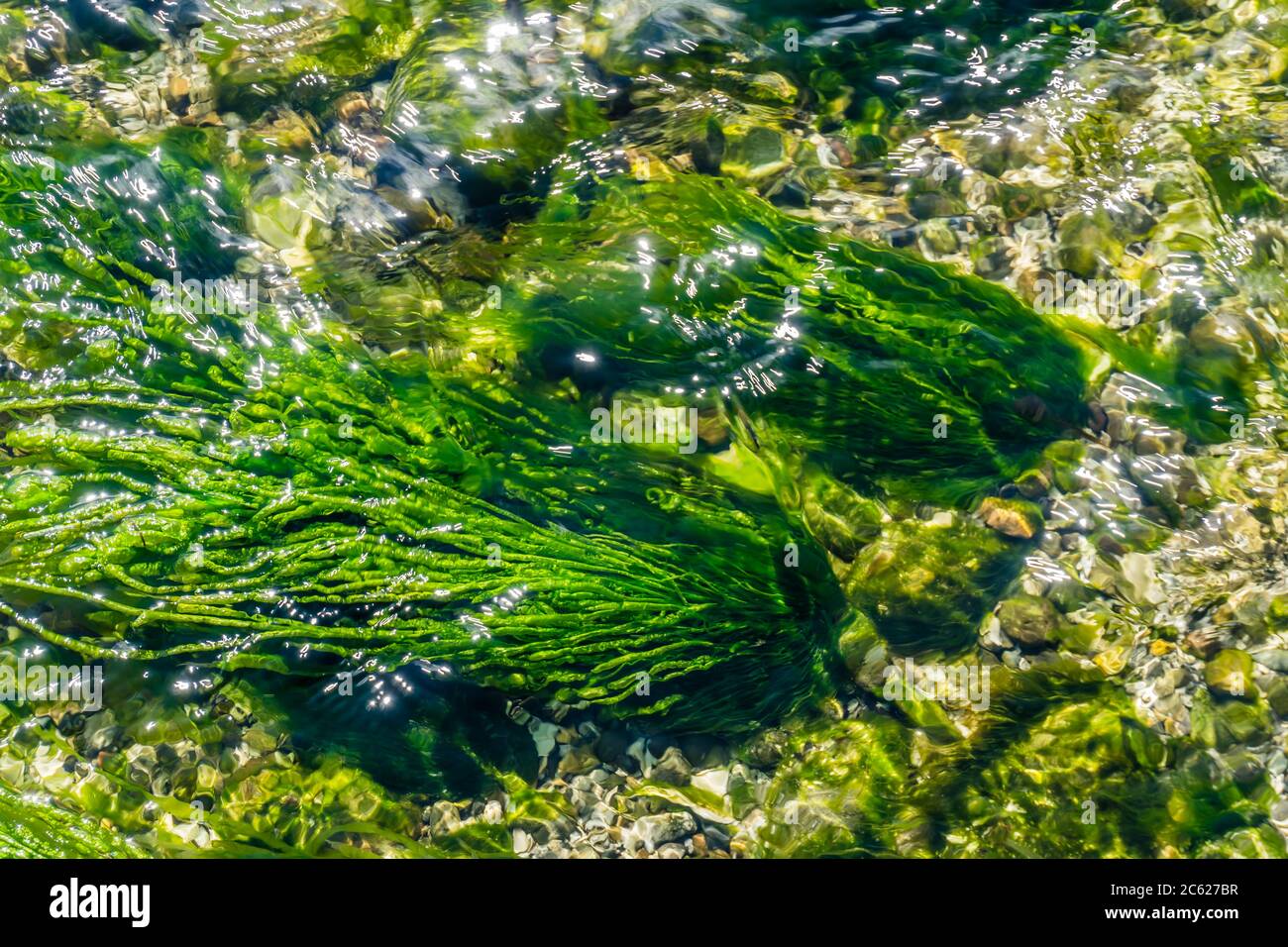Seaweed in a tide pool in the Pacific Northwest Stock Photo - Alamy
