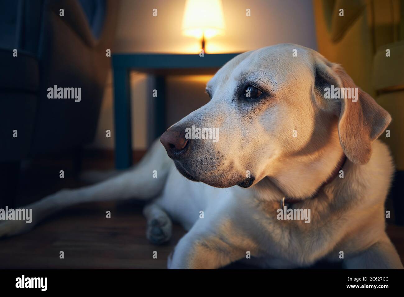 Calm labrador resting hi-res stock photography and images - Alamy