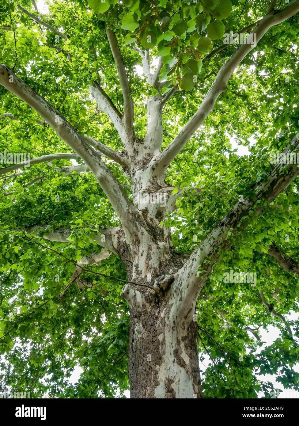 Old world sycamore hi-res stock photography and images - Alamy