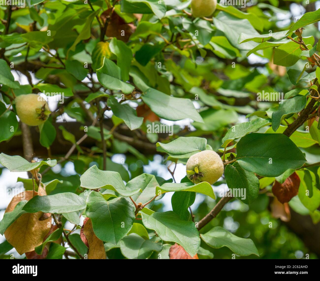 Sigle tree hi-res stock photography and images - Alamy