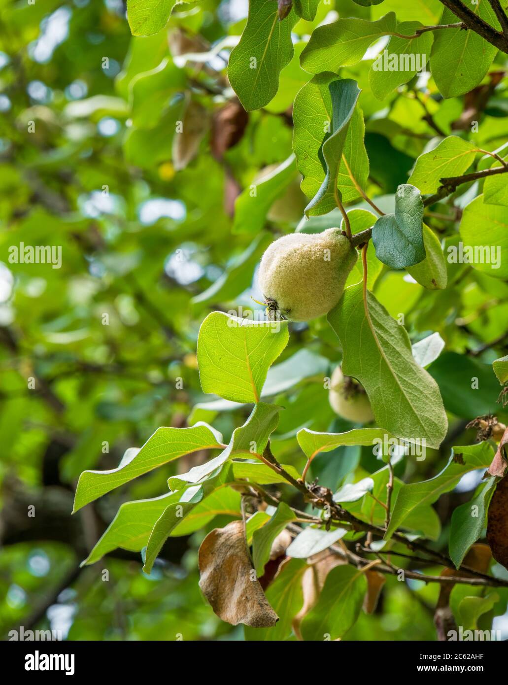 Sigle tree hi-res stock photography and images - Alamy