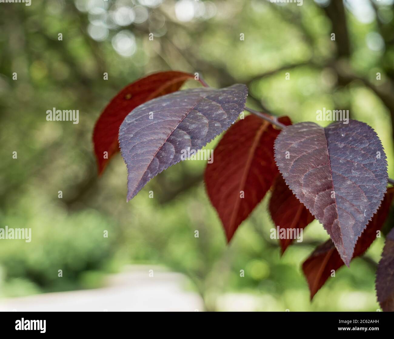 Close up with the red leaves of Prunus cerasifera known by the common ...