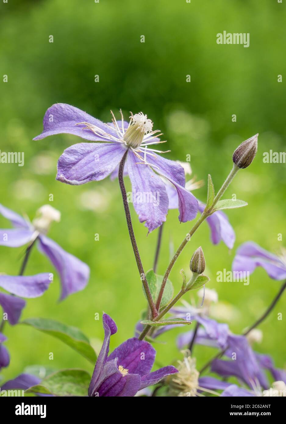 Purple flower clematis arabella with green blurred background Stock ...