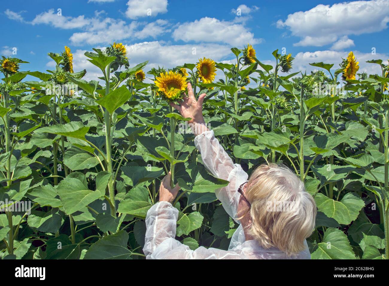 In the open field plantation of a newly blossoming sunflower, a female ...
