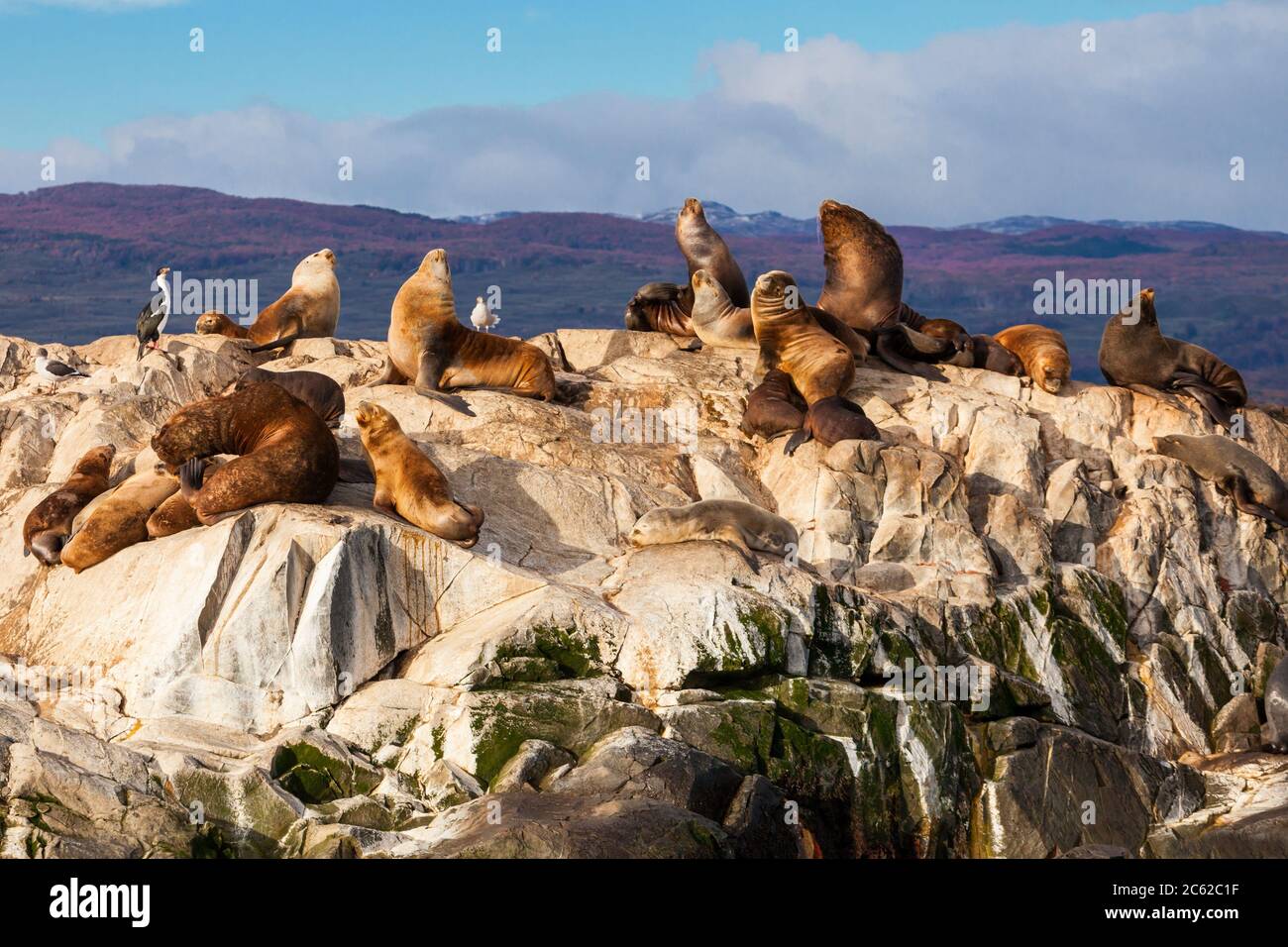 Seal Island in the Beagle Channel near the Ushuaia city. Ushuaia is the ...