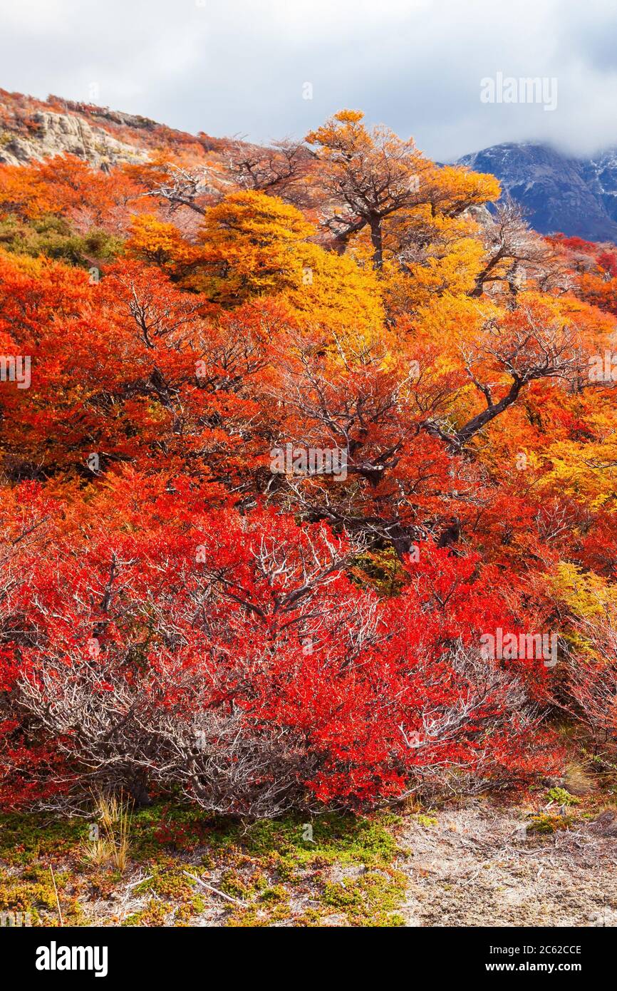 Golden forest trees near the Fitz Roy in autumn. Fitz Roy is a mountain ...