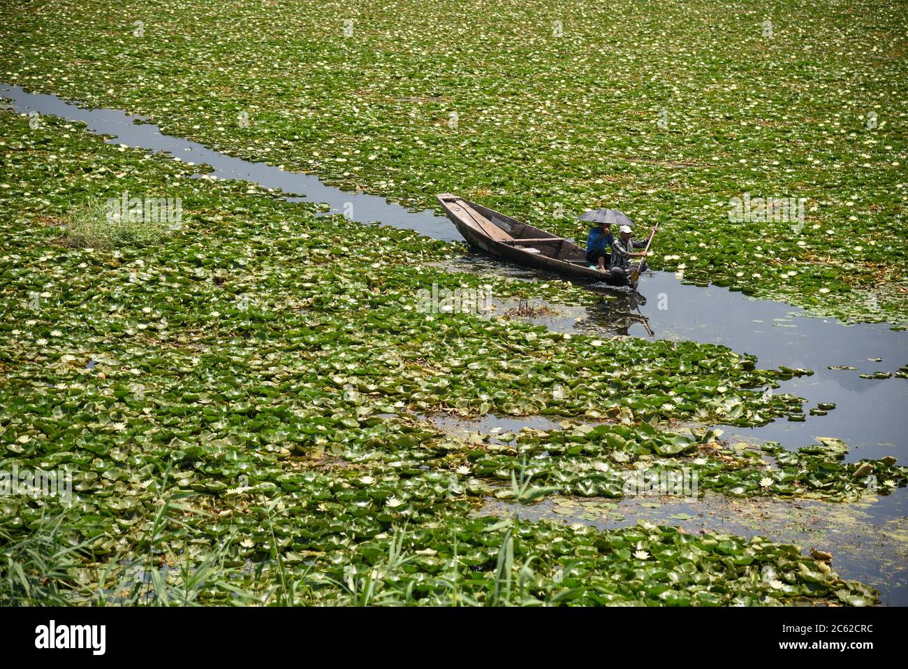 Srinagar, India. 06th July, 2020. A Kashmiri boatman rows his boat on ...
