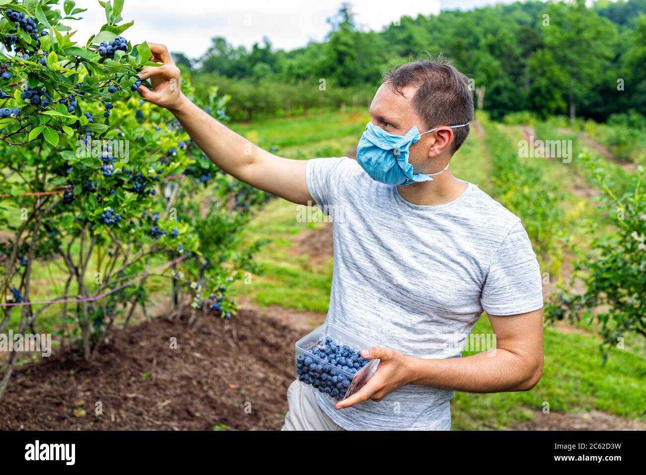 Virginia farm mountains in summer countryside garden and man picking ...