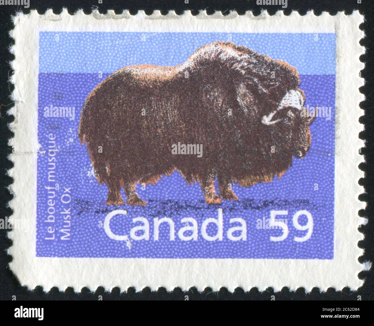 CANADA - CIRCA 1982: stamp printed by Canada, shows Musk-ox, circa 1982 ...