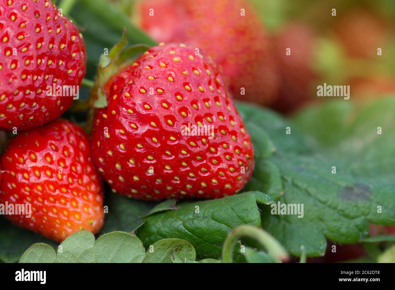 Fresh strawberry from farm. Back to nature farming. Strawberry fruits ...
