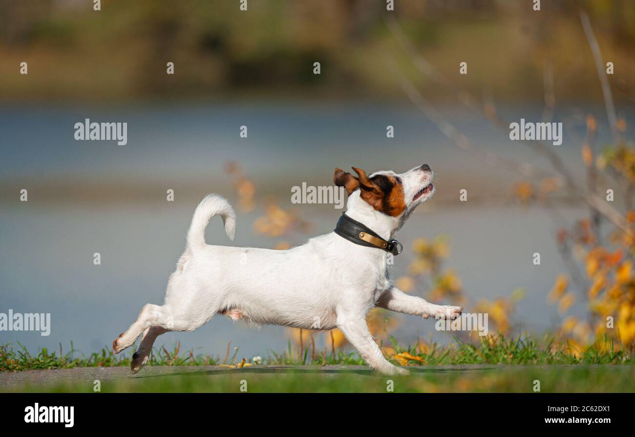 Happy jack russell dog running by the park lake Stock Photo - Alamy