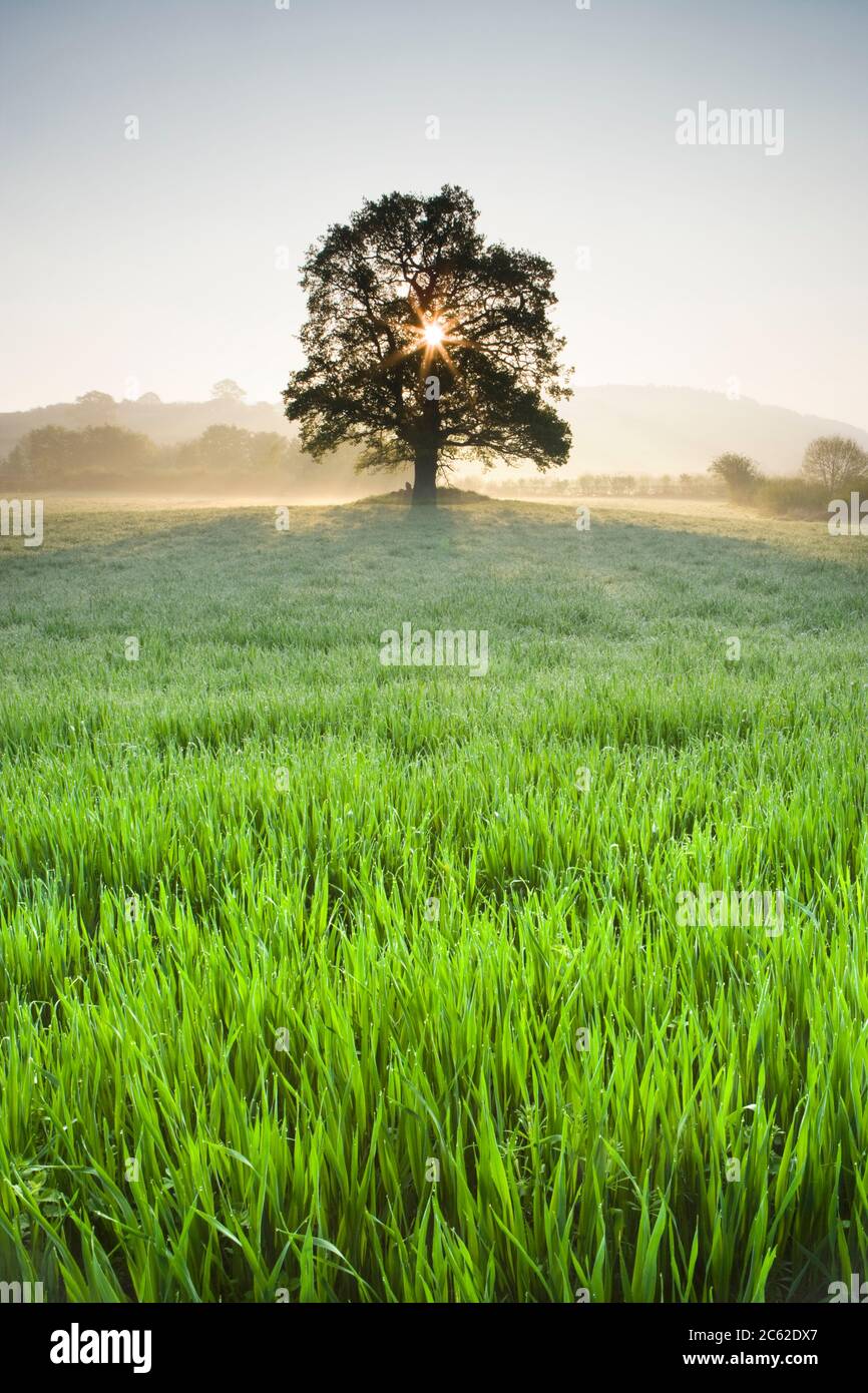 Single oak tree in field, Wales, UK Stock Photo - Alamy