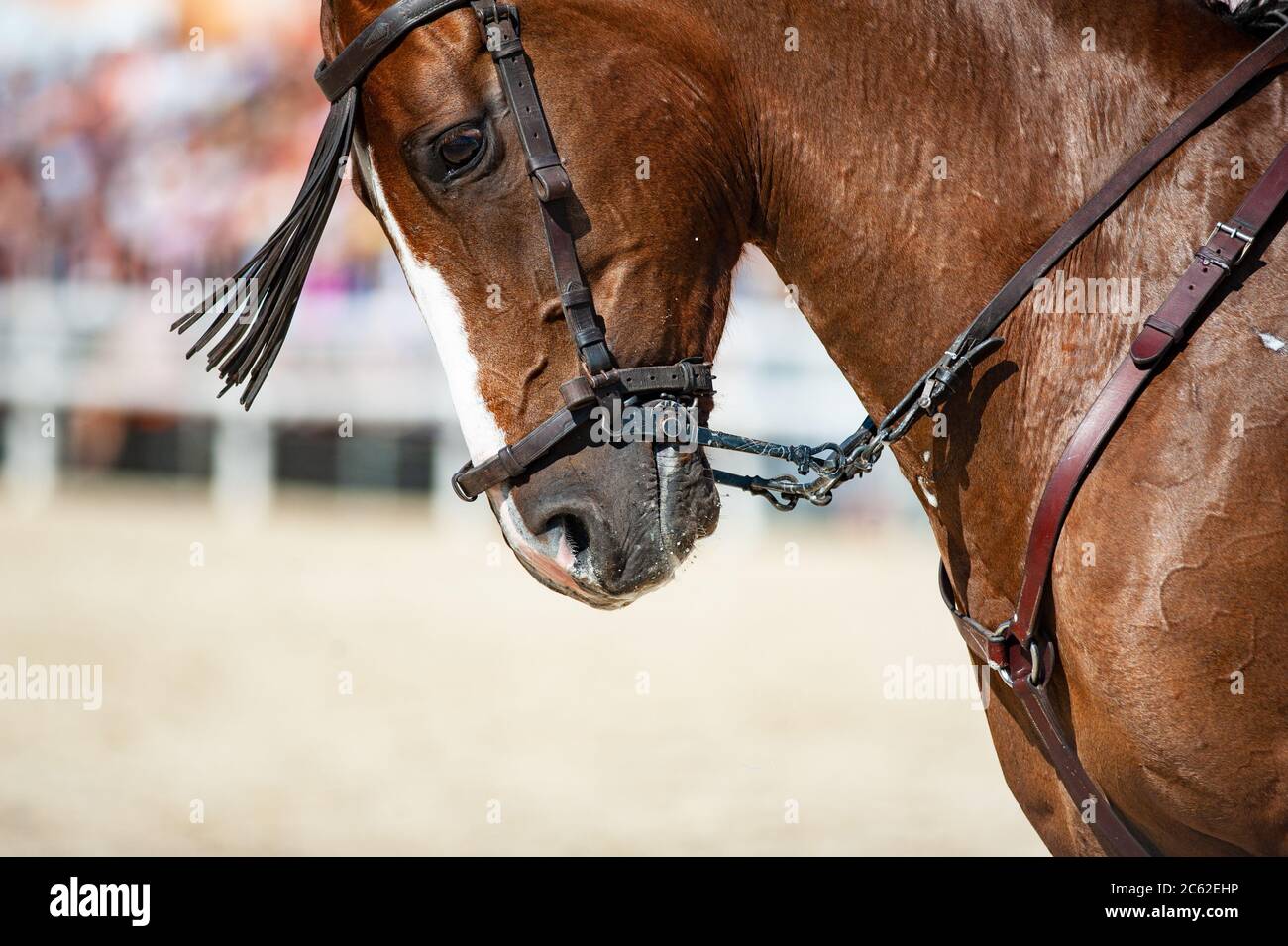 Spanish horse in traditional harness performing, close portrait Stock ...
