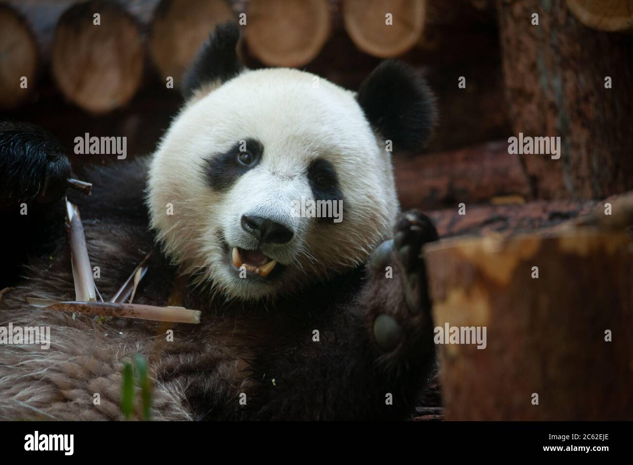 Cute panda bear portrait indoors closely Stock Photo - Alamy