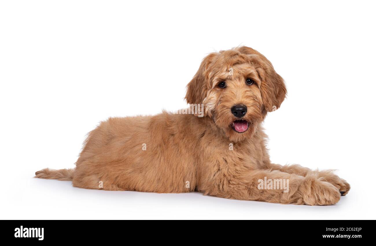 Cute 4 months young Labradoodle dog, laying down side ways. Looking at ...