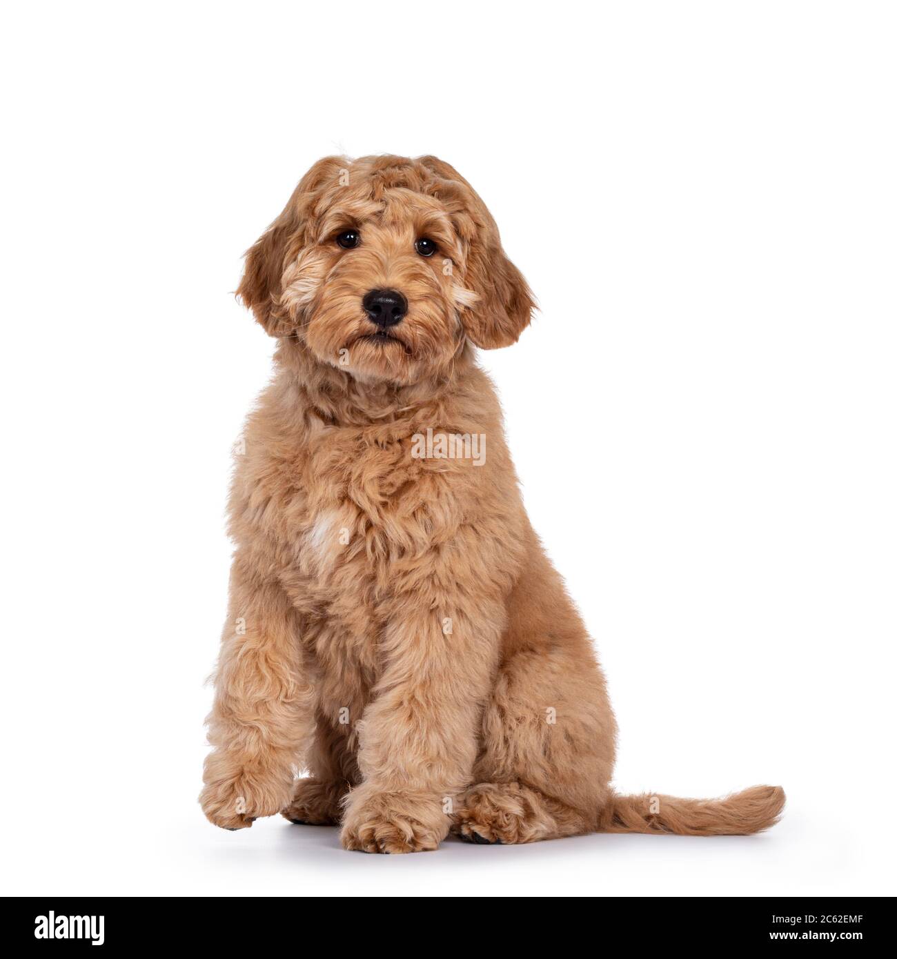 Cute 4 months young Labradoodle dog, sitting side ways with one paw ...