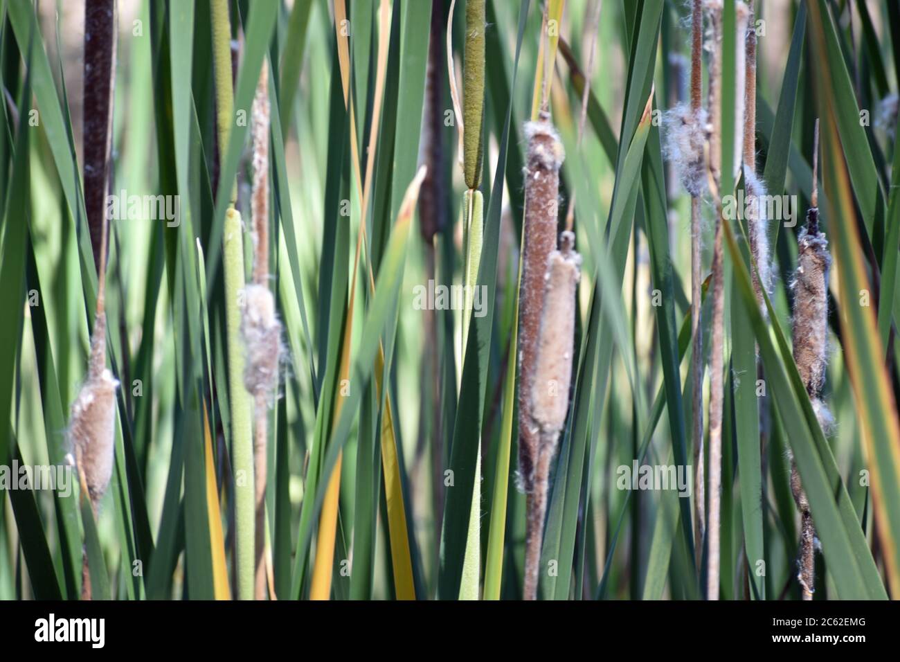 Cat Tails in the Wild Stock Photo - Alamy